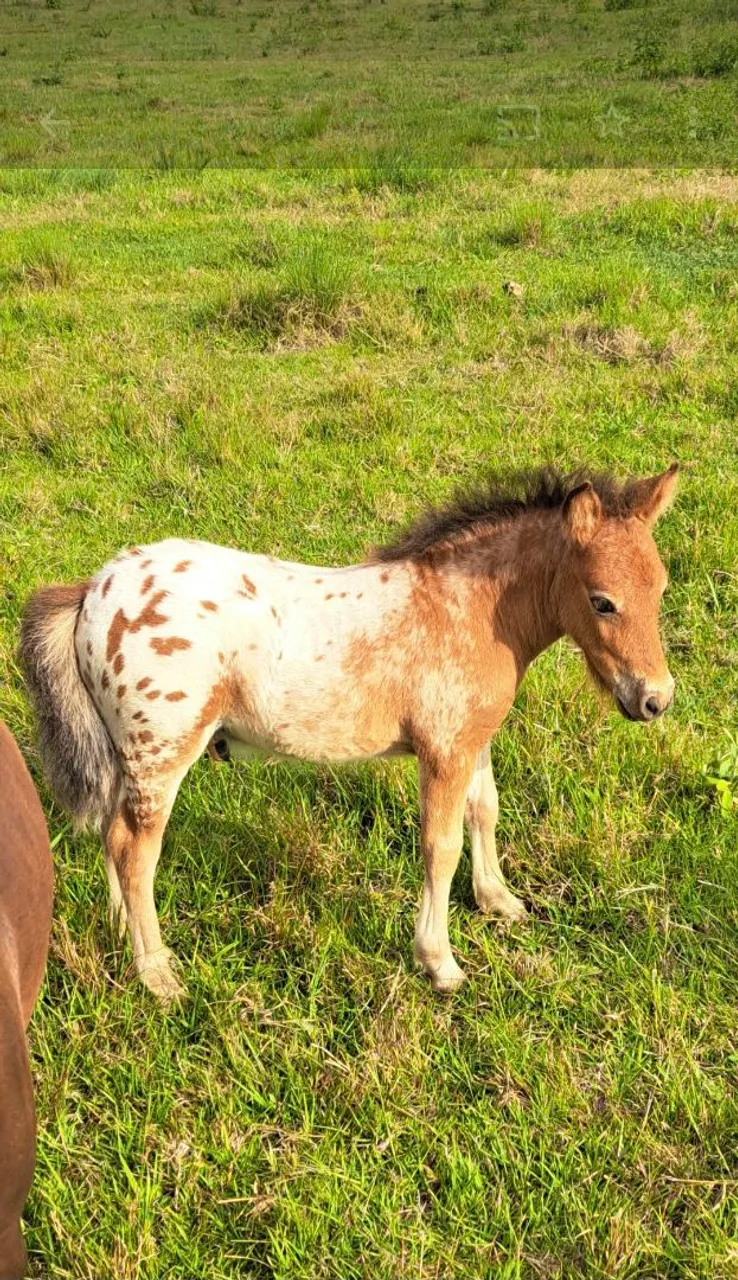 "mini ponei" no Brasil
