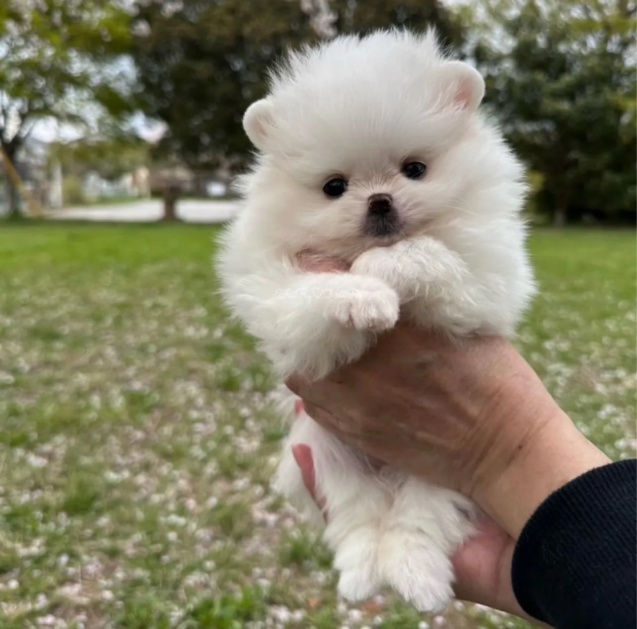 "cachorros spitz alemao" - Cachorros no Brasil