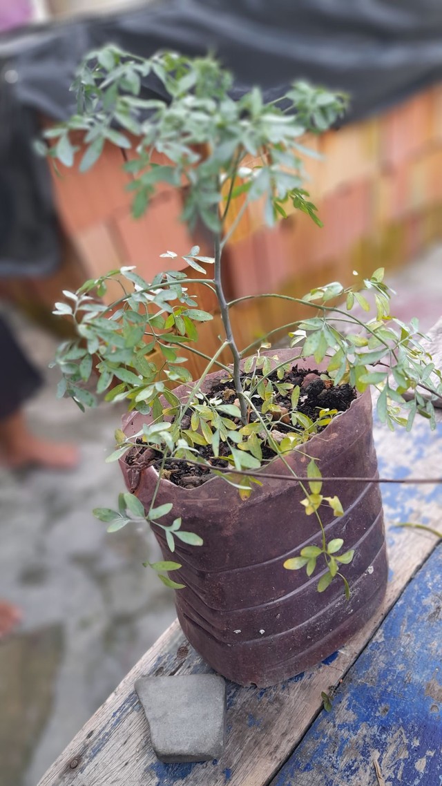 Cha plant | +100 anúncios na OLX Brasil