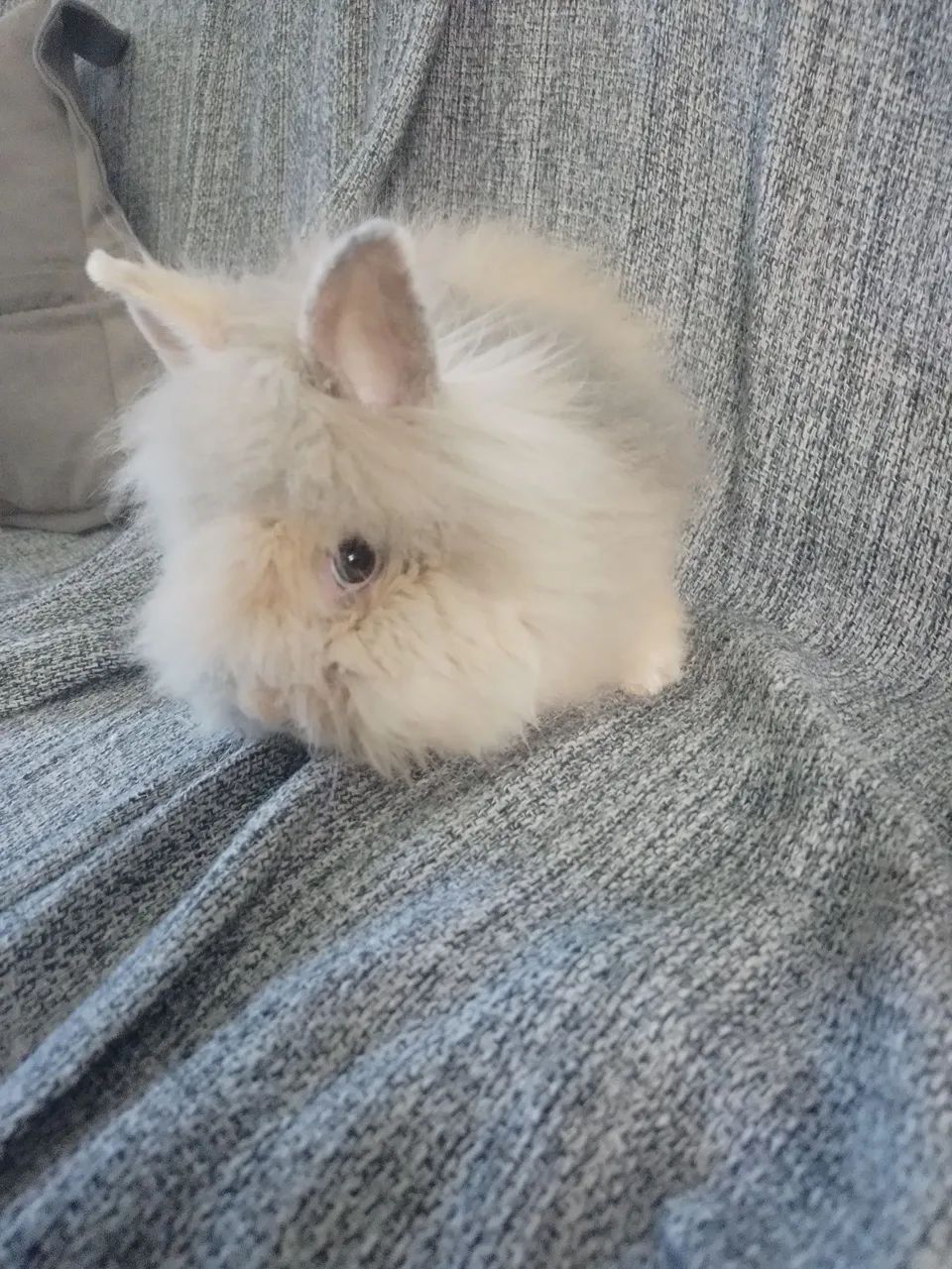 Coelhinho Lionhead TEDDy super fofo, carinhoso - Roedores - Saboeiro ...