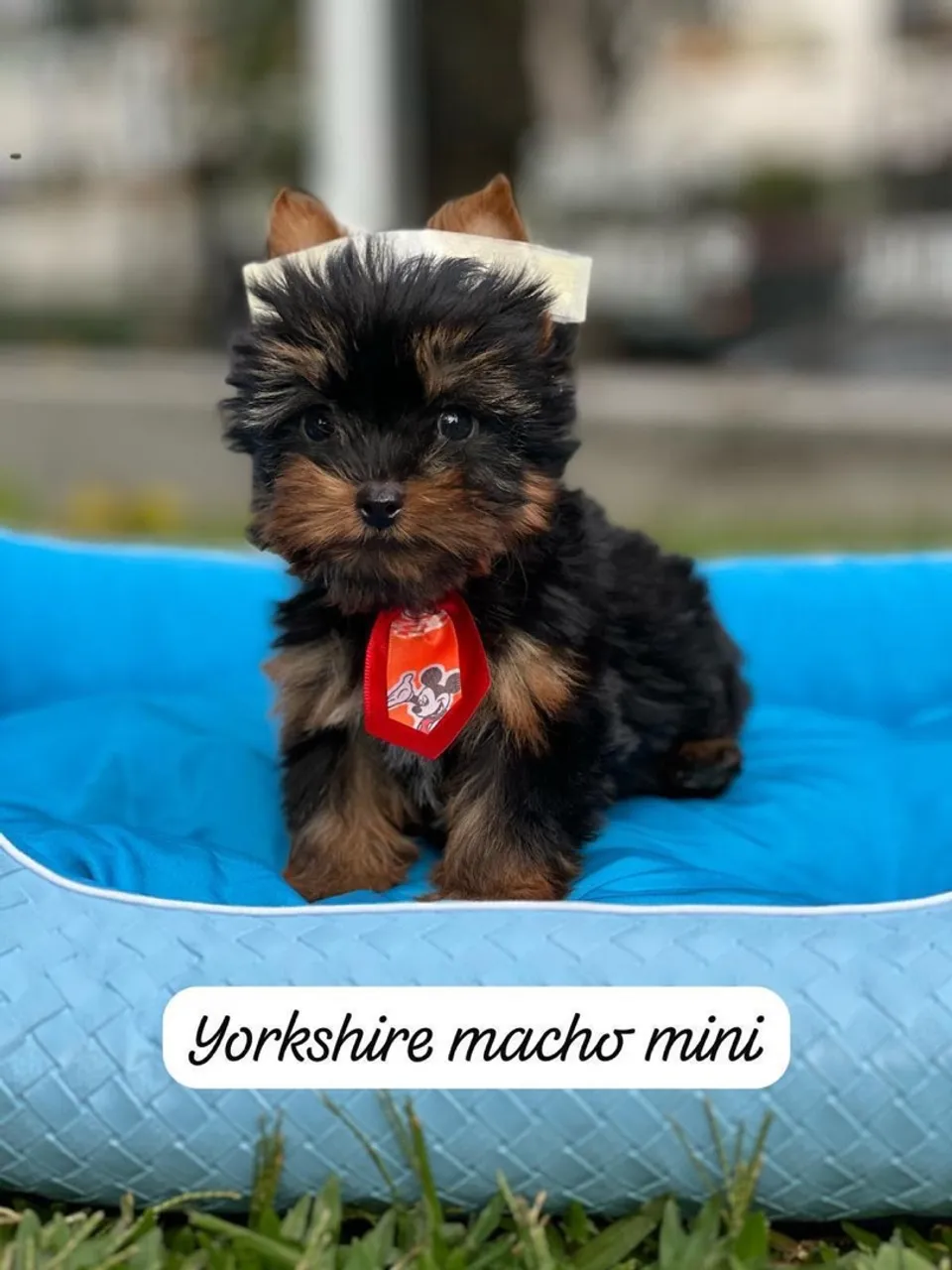 "yorkshire terrier mini" - Cachorros no Brasil
