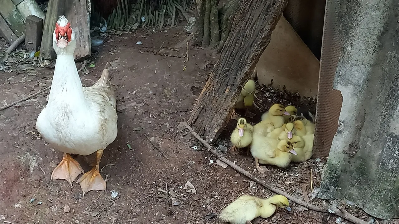 "filhotes de patos" - Outros animais no Brasil