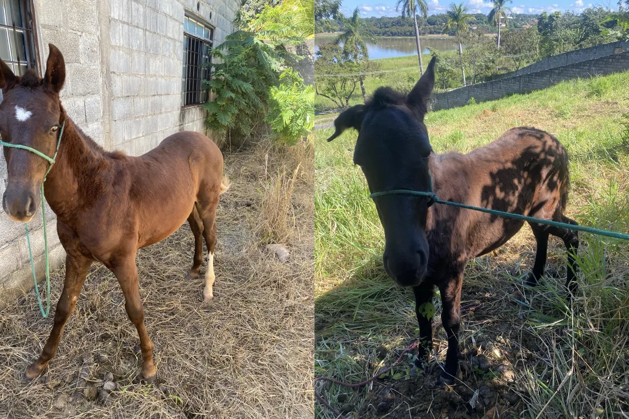 "potros e potras" no Brasil