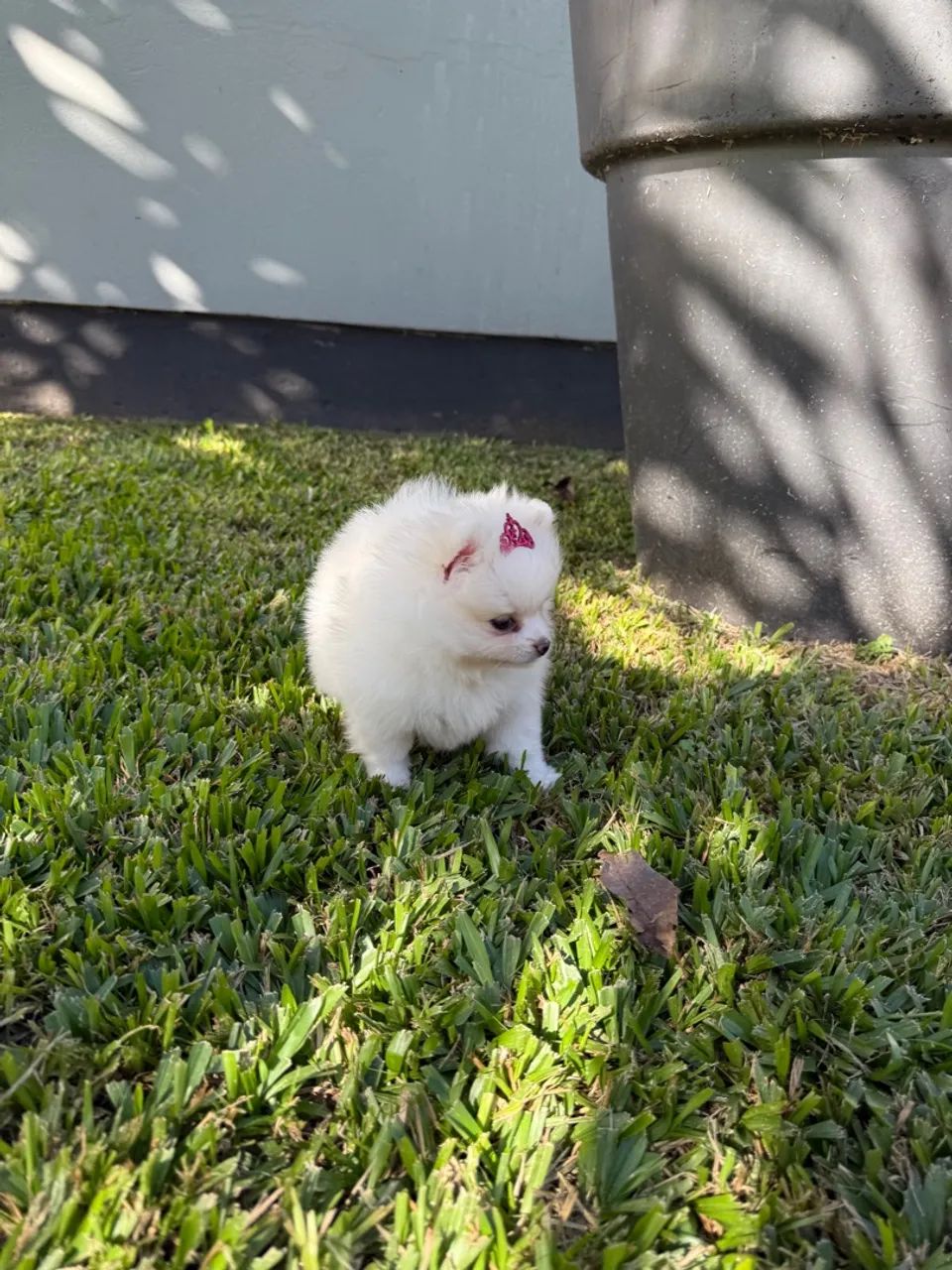 Filhote de Spitz Alemão (Lulu da Pomerânia)fêmea branca anã - Cachorros ...