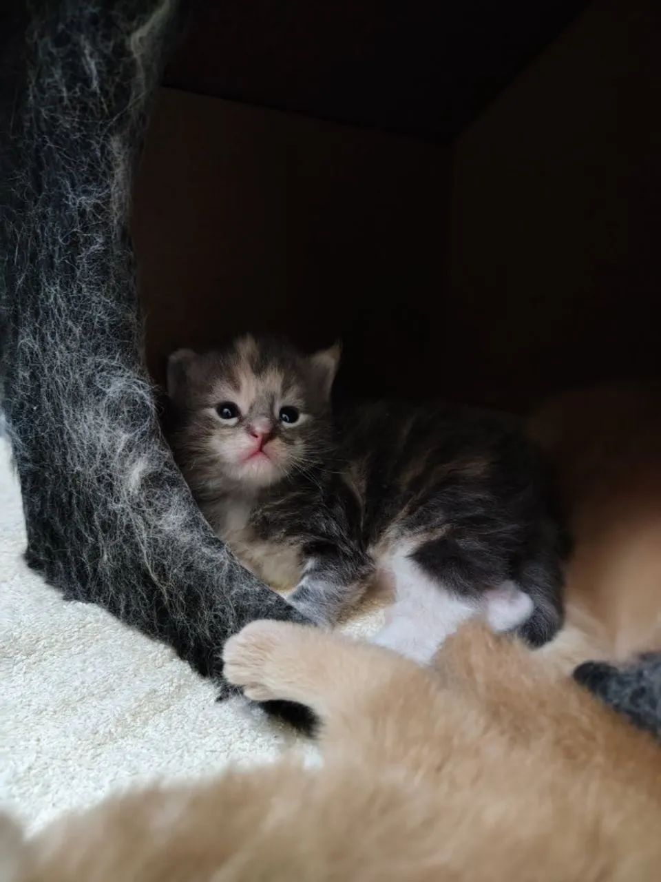 Lindos Filhotes de Maine Coon - Gatos - Copacabana, Rio de Janeiro ...