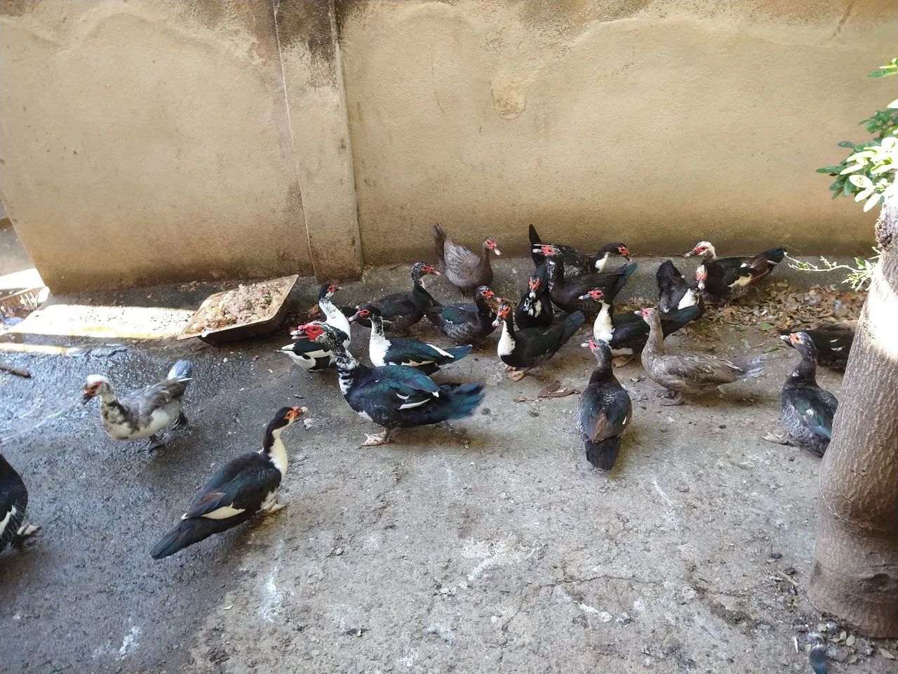 Animais de estimação e outros - Outros animais - Mariano Procópio, Juiz ...