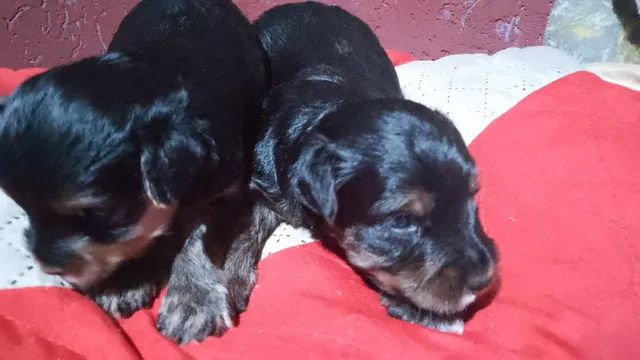 "filhote de cachorro puldo" no Brasil