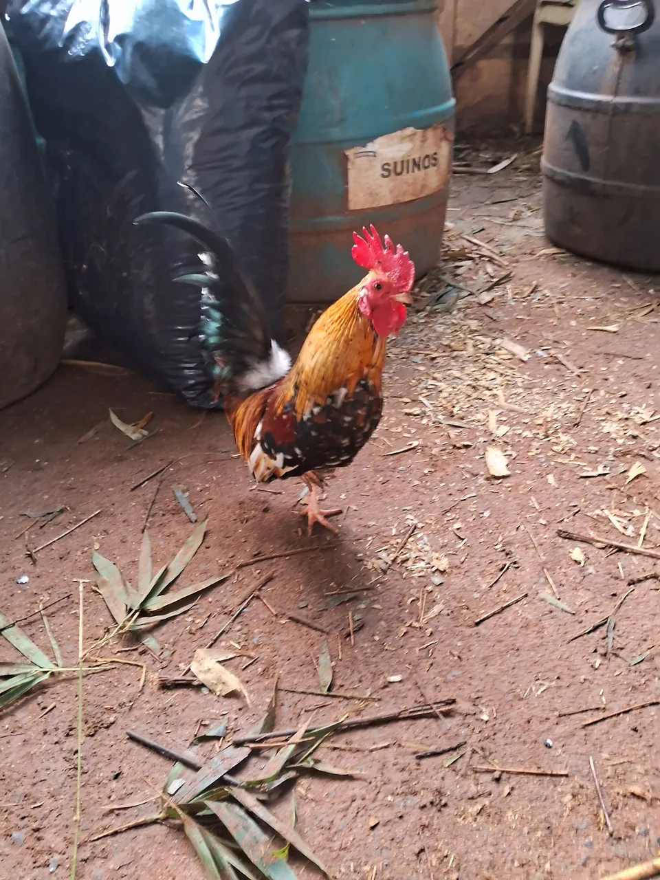 "garnizes nagasaki" no Brasil