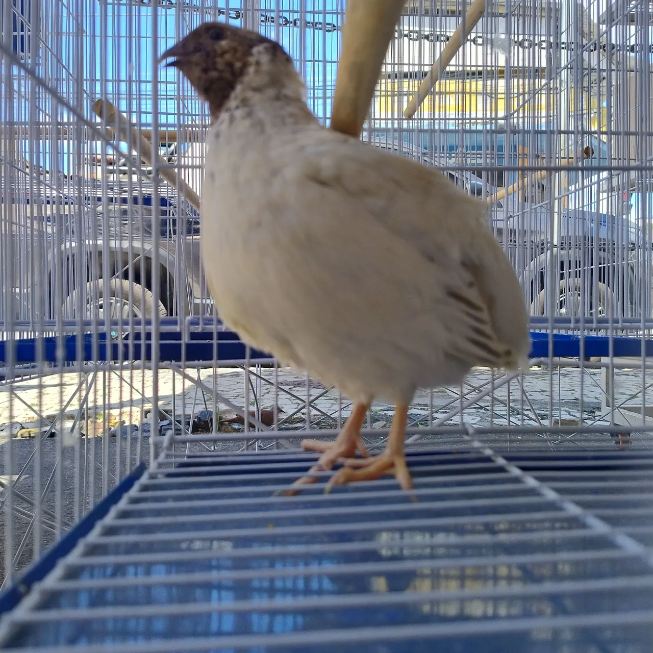 "codorna chinesa" - Outros animais no Brasil