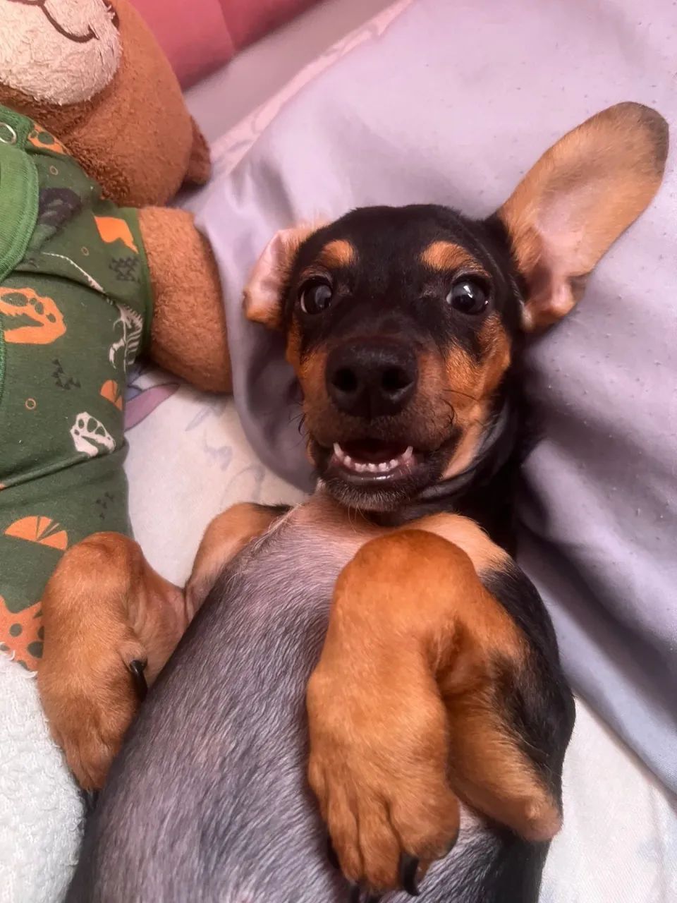 Cachorro para adoção - Cachorros - Vila Boa Sorte, Goiânia 1464870094 | OLX