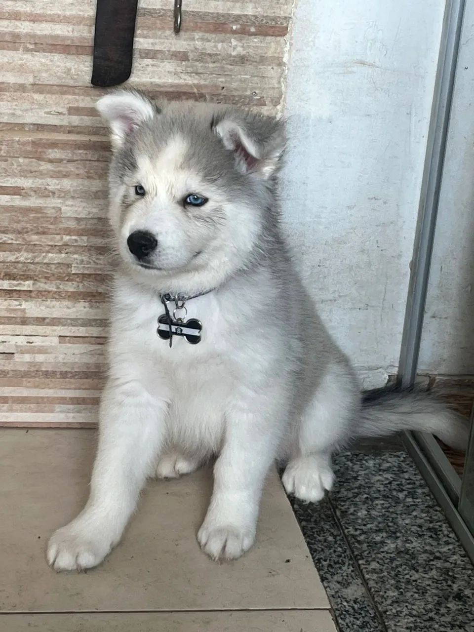 Husky siberiano - Cachorros - Telégrafo, Belém 1467418185 | OLX