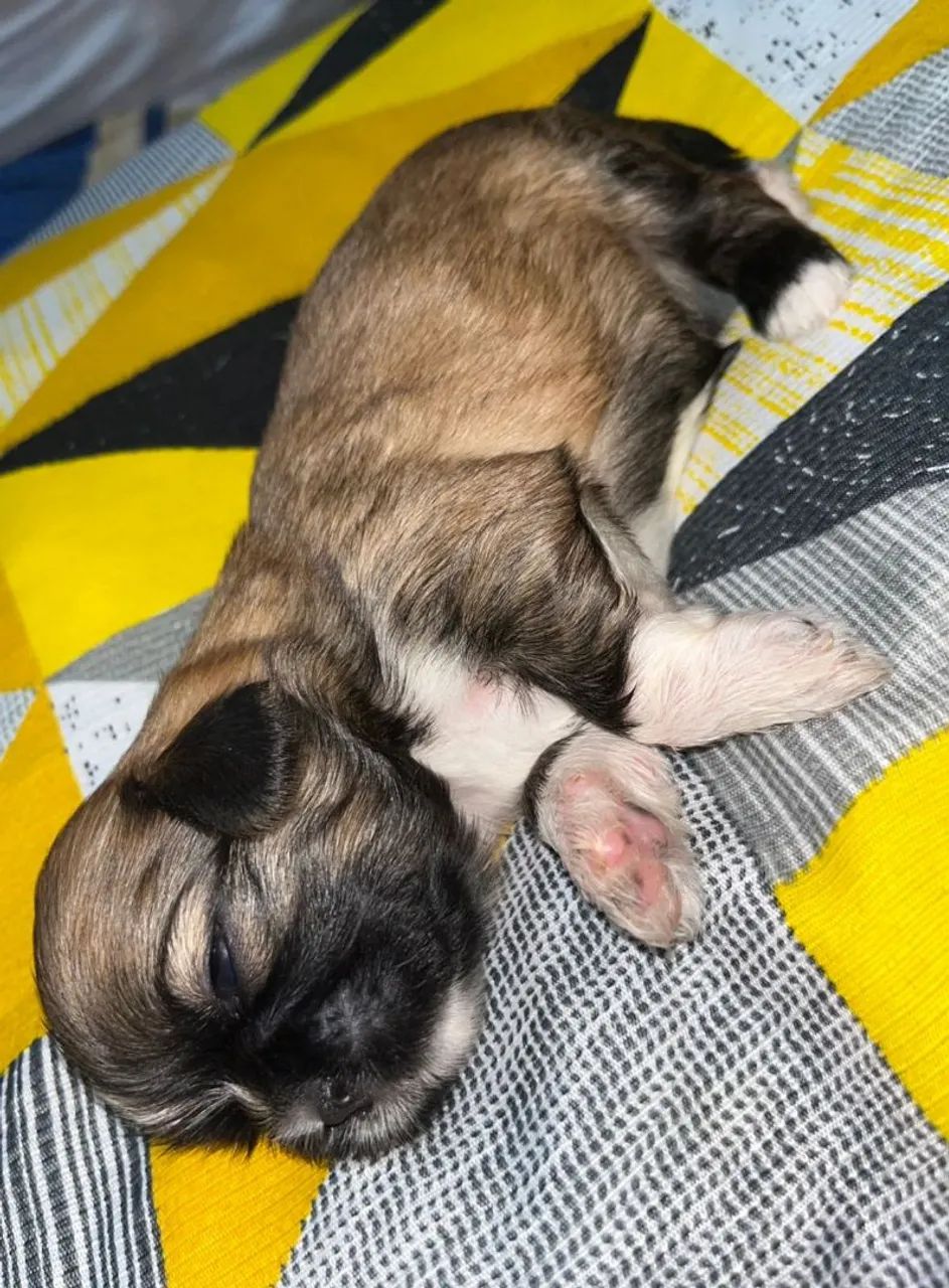 Shituz fêmea disponível pra reserva - Cachorros - Jardim Paulistano ...