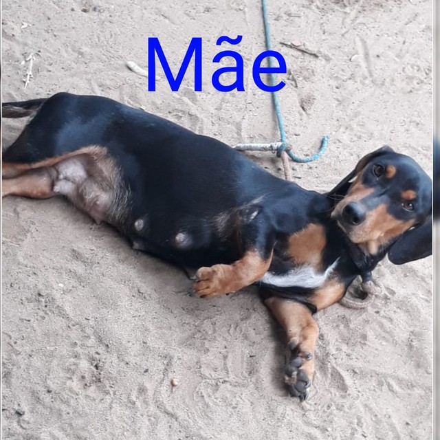 Cachorro raca salsicha | +2741 anúncios na OLX Brasil