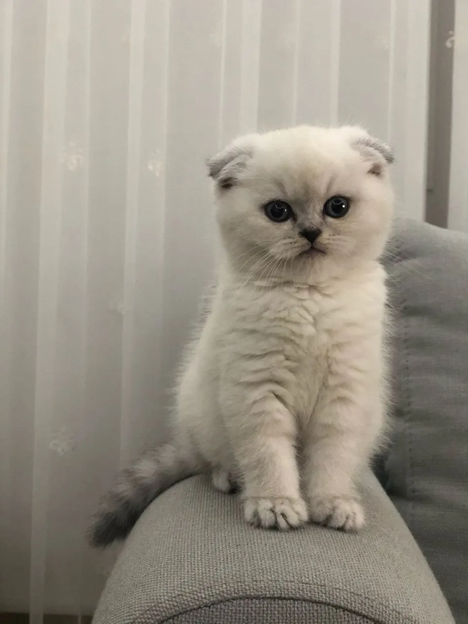 "gatos scottish fold" - Gatos no Brasil