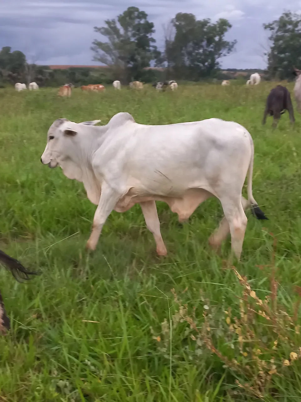 "bezerros ou bezerras" no Brasil