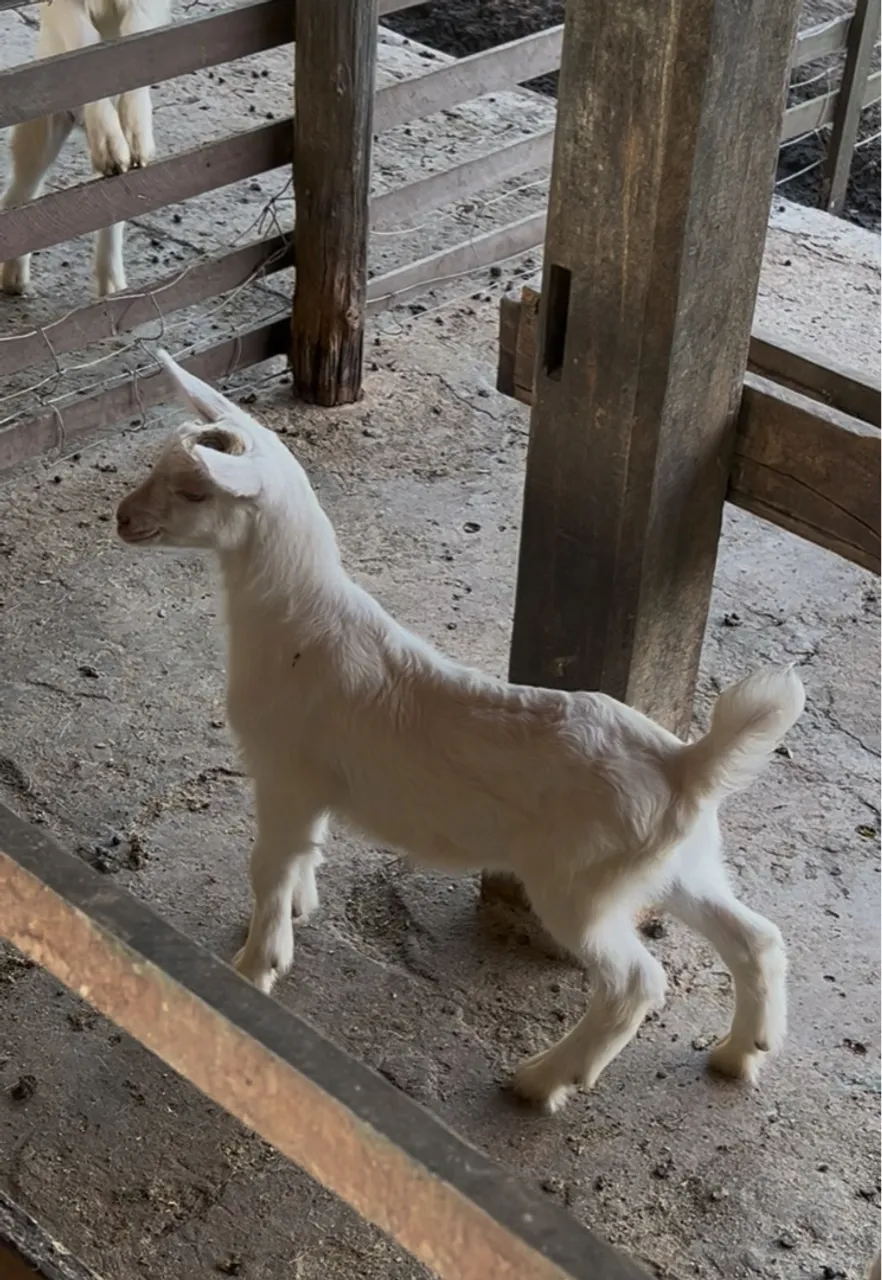 "bode filhote" no Brasil