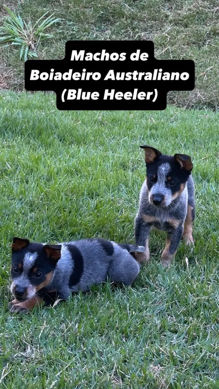 "cachorros blue heeler" - Cachorros no Brasil