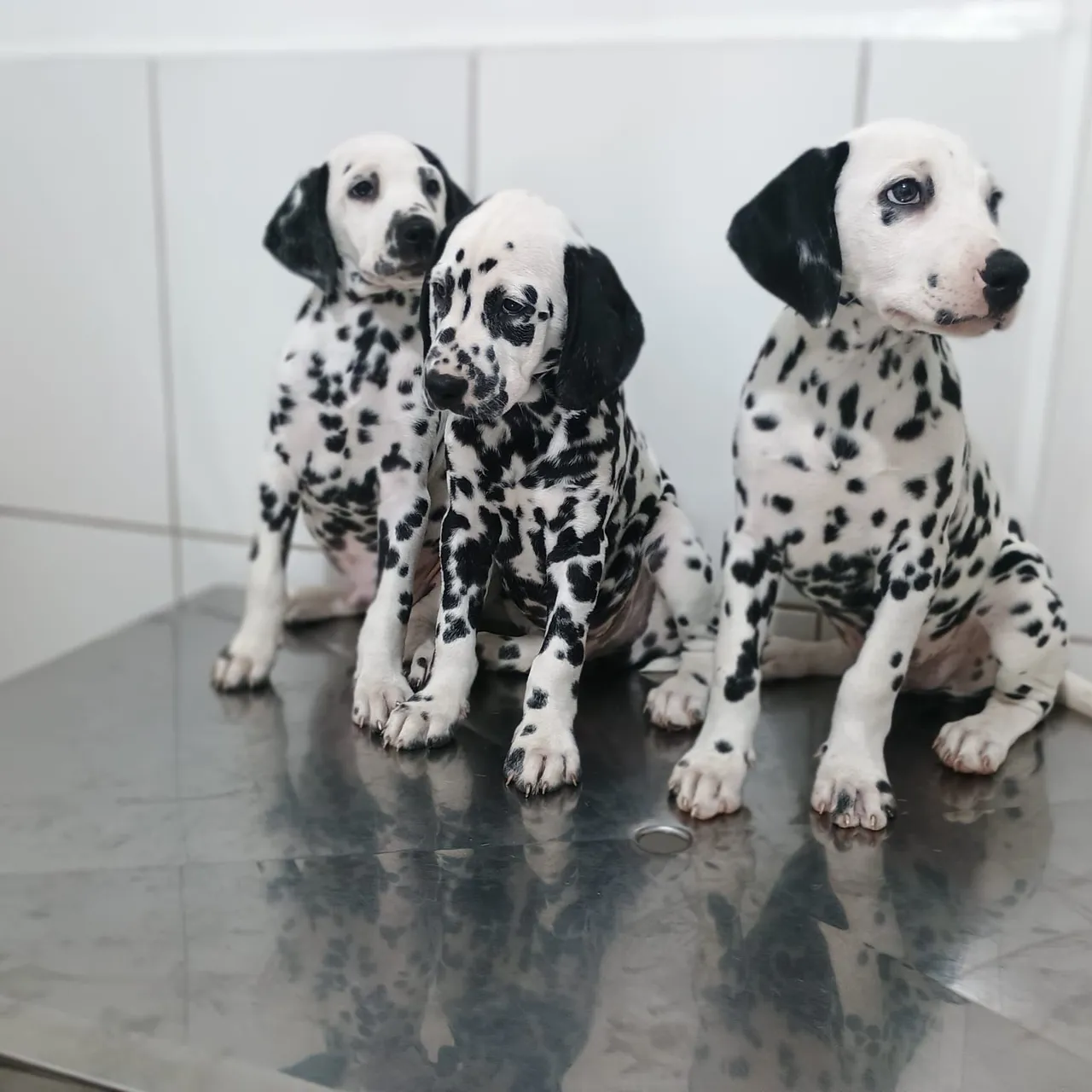 "dalmata femea" - Cachorros no Brasil