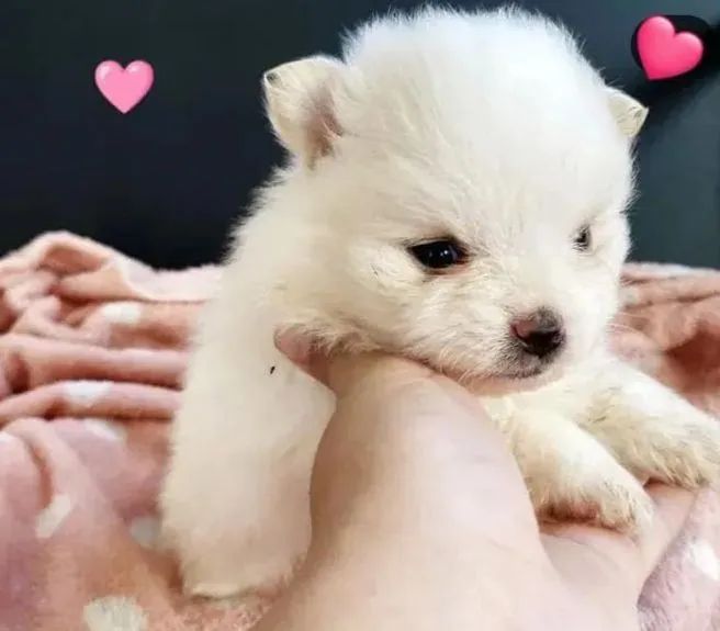 SPITZ ALEMÃO ( Lulu ) FÊMEA com PEDIGREE ( Contendo a Árvore ...