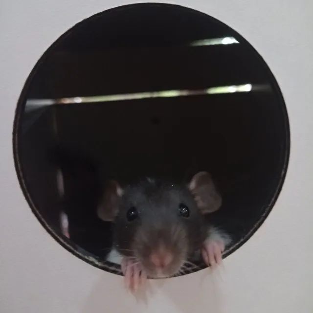 "rato twister dumbo" no Brasil