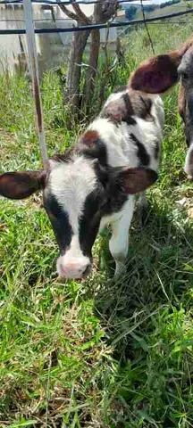 Boi mini boi | +882 anúncios na OLX Brasil