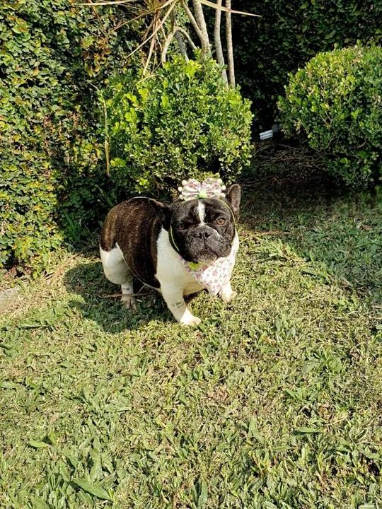 "mini buldogue frances" no Brasil