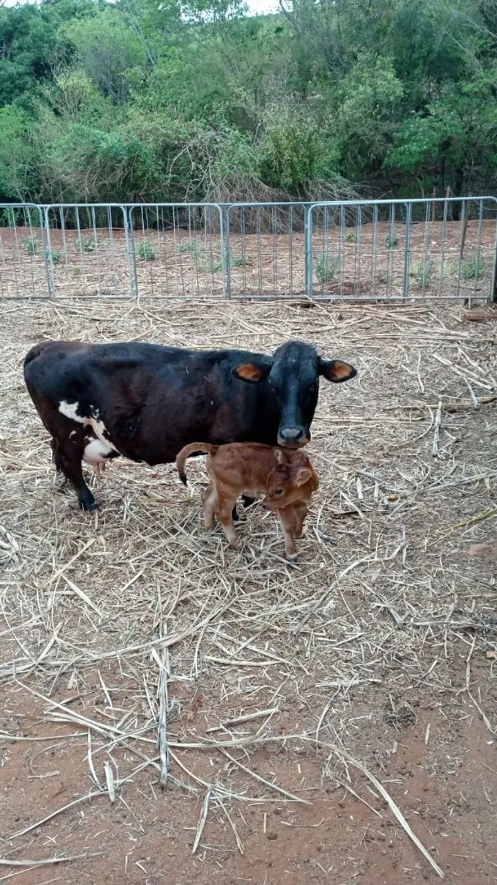 Mini Vaca com bezerro no pé - Animais para agropecuária - Abatiá ...