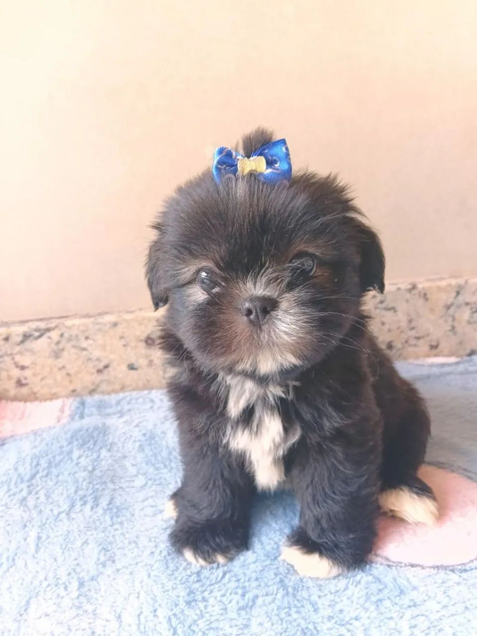 Filhotes de shit zu prontos para entregar - Cachorros - Sombrio ...