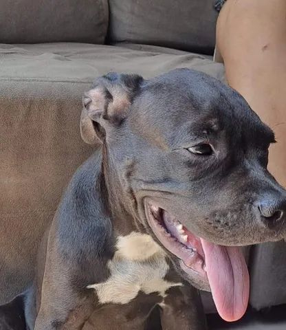 Pit monster canil | +100 anúncios na OLX Brasil
