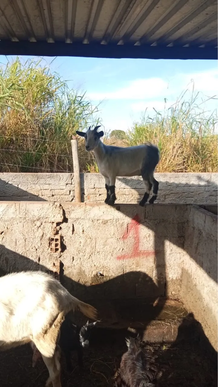 "mini cabras" no Brasil
