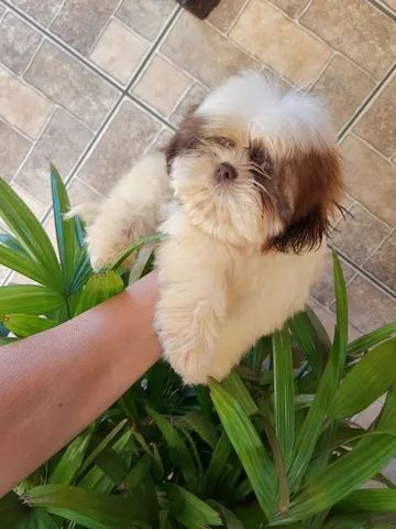 "shih tzu marrom" no Brasil