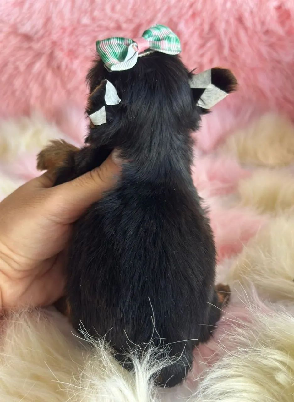 Yorkshire menina micro para reserva. Uma princesa! - Cachorros ...