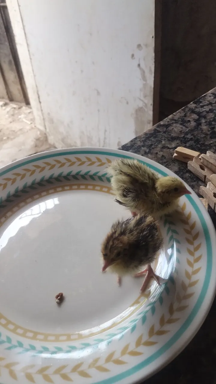 "filhotes de codornas" - Outros animais no Brasil