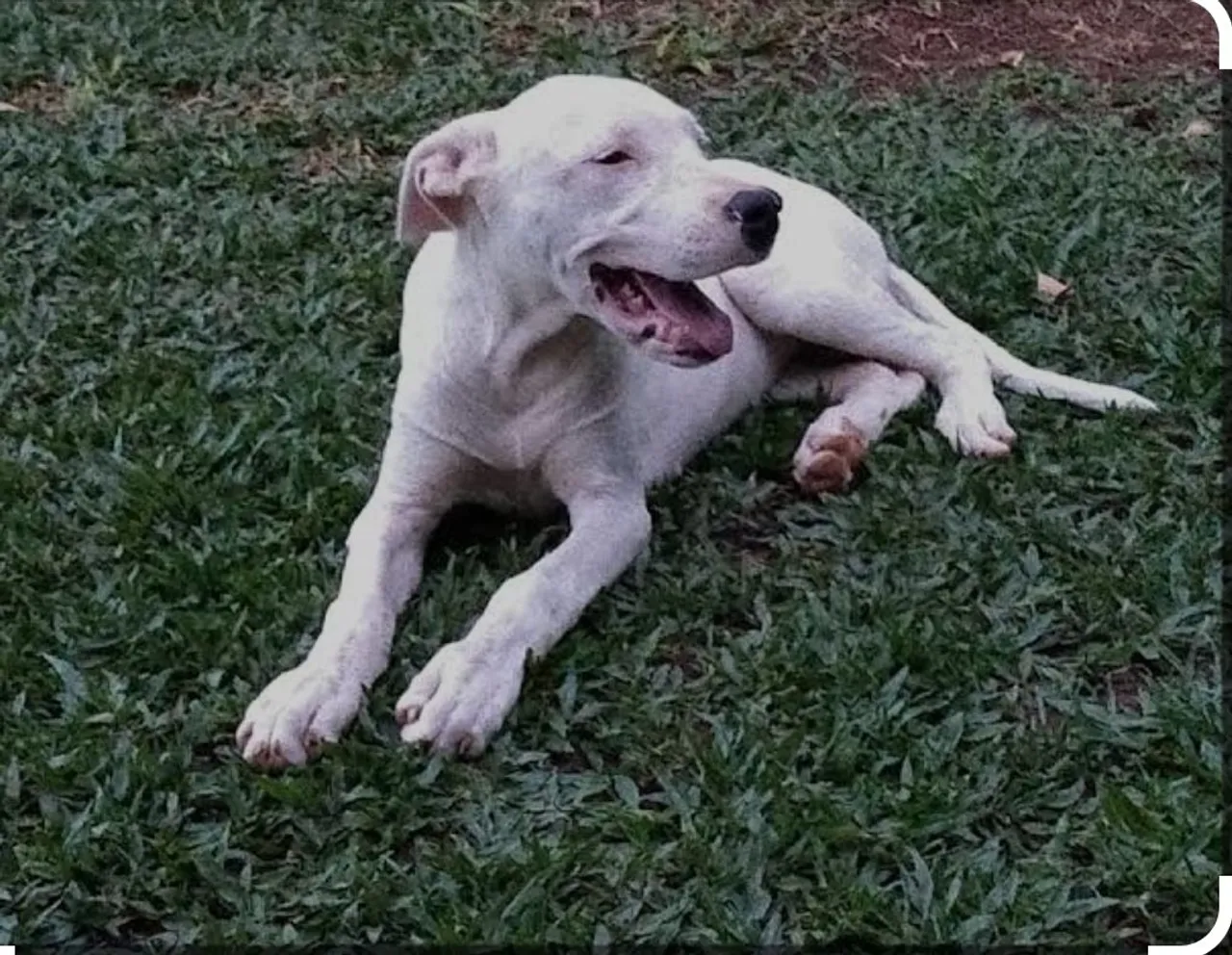 "dogo argentino" no Brasil