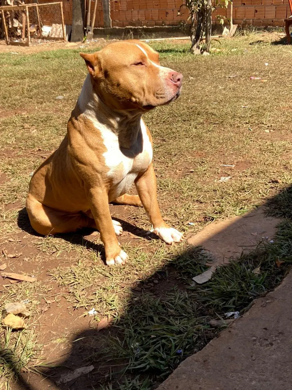 "cachorros pit monster" - Cachorros no Brasil