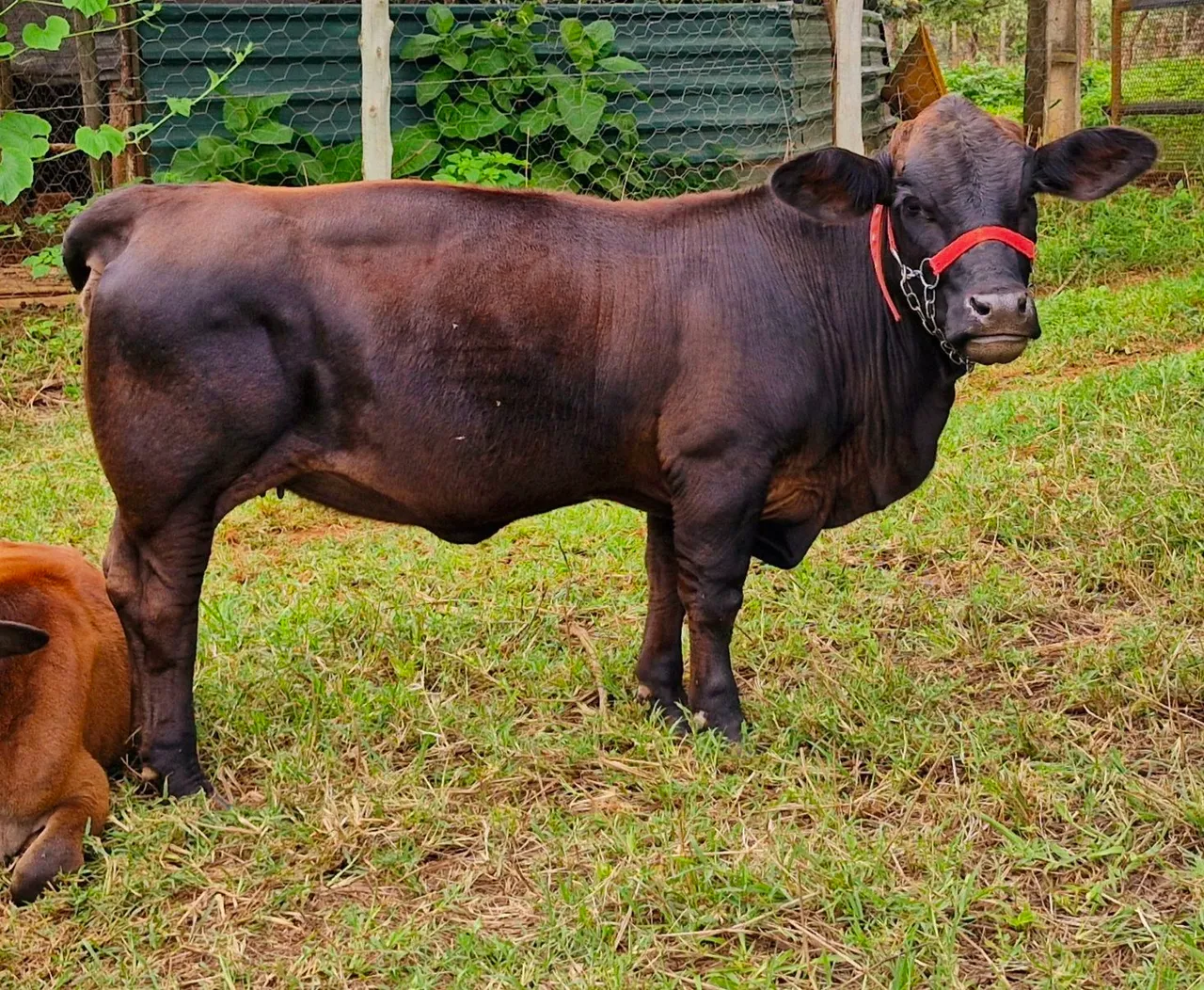 "mini vaca" - Animais para agropecuária no Brasil