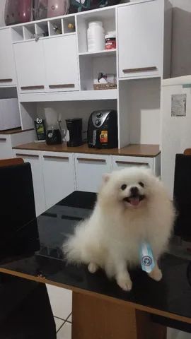 "spitz femea ana" no Brasil