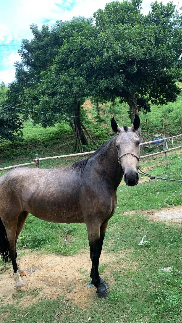 Cavalos no Espírito Santo