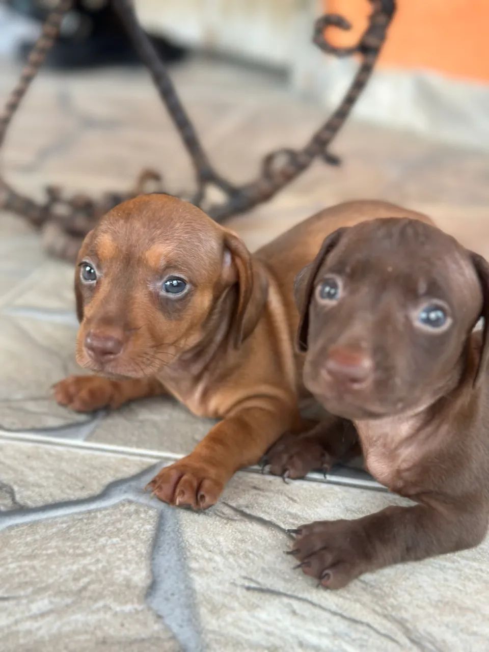 Basset Dachshund Chocolate e Caramelo - Cachorros - Jardim Primavera ...