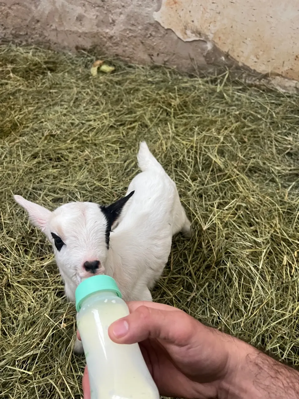 "carneiro filhote" - Outros animais no Brasil