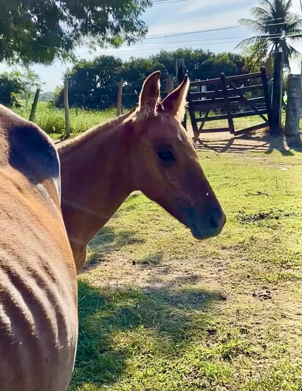 Potro mangalarga - Animais para agropecuária - Interlagos, Linhares ...