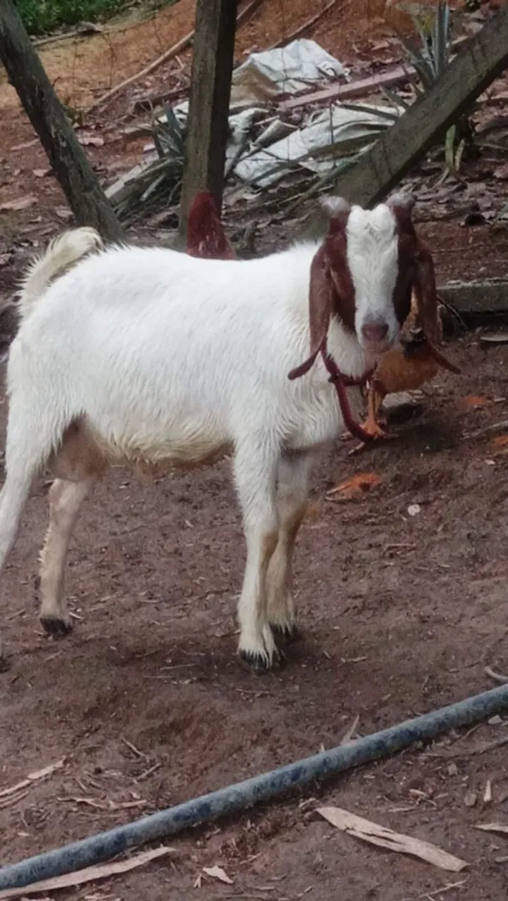 "cabrito bode" - Outros animais no Brasil