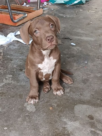 Pit monster femea | +899 anúncios na OLX Brasil