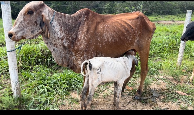 Vacas gir leiteiro | +53 anúncios na OLX Brasil