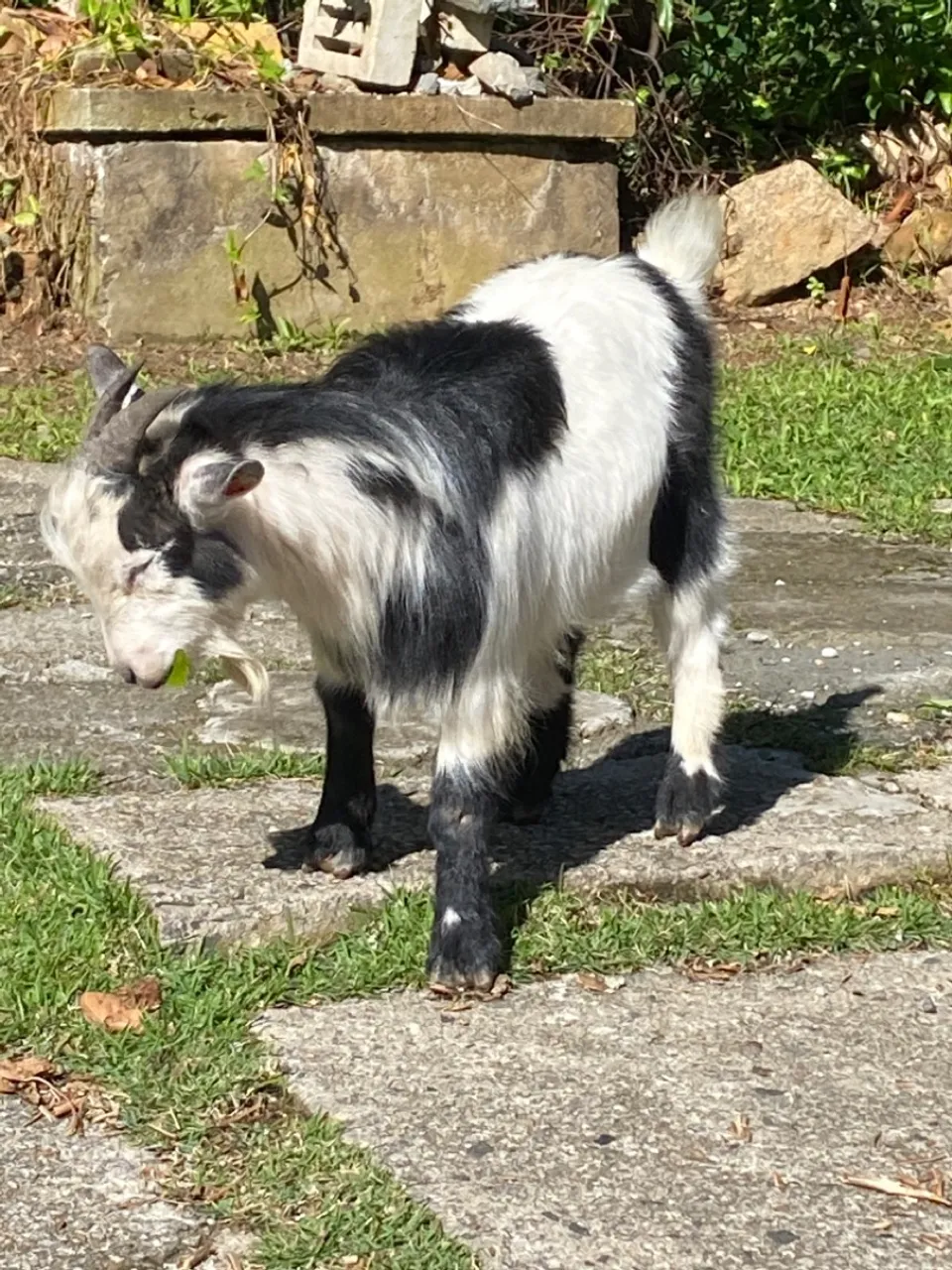 "mini cabras" no Brasil