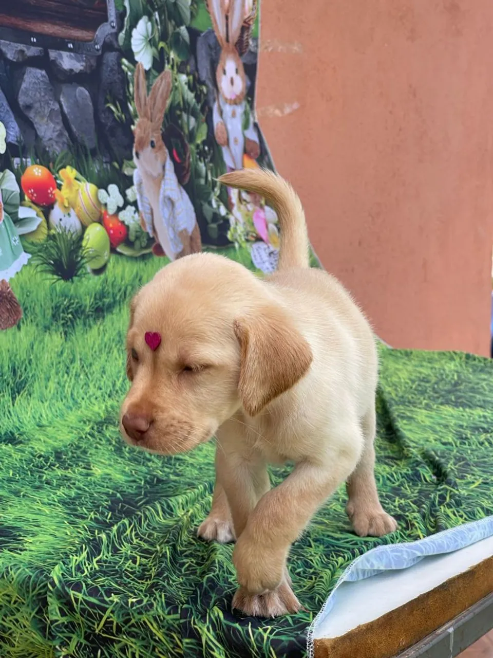 Cachorros - São José Dos Campos, São Paulo