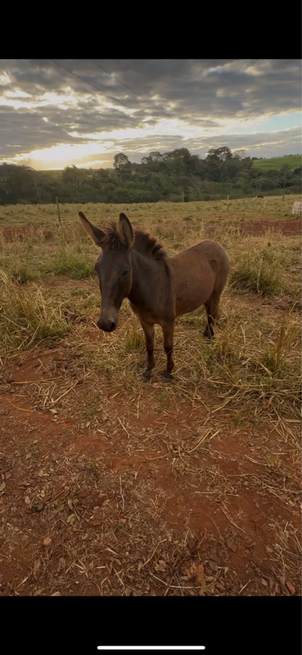 "uma mula" no Brasil