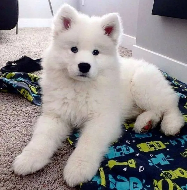 "samoiedas" no Brasil