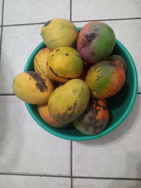 Manga Kent Orgânica