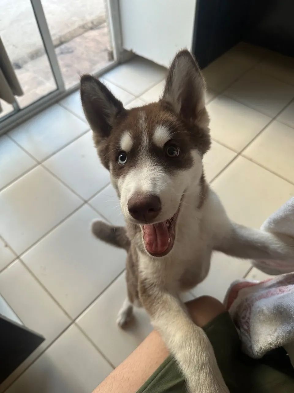 Husky siberiano filhote - Cachorros - Bela Vista, Cuiabá 1405507529 | OLX